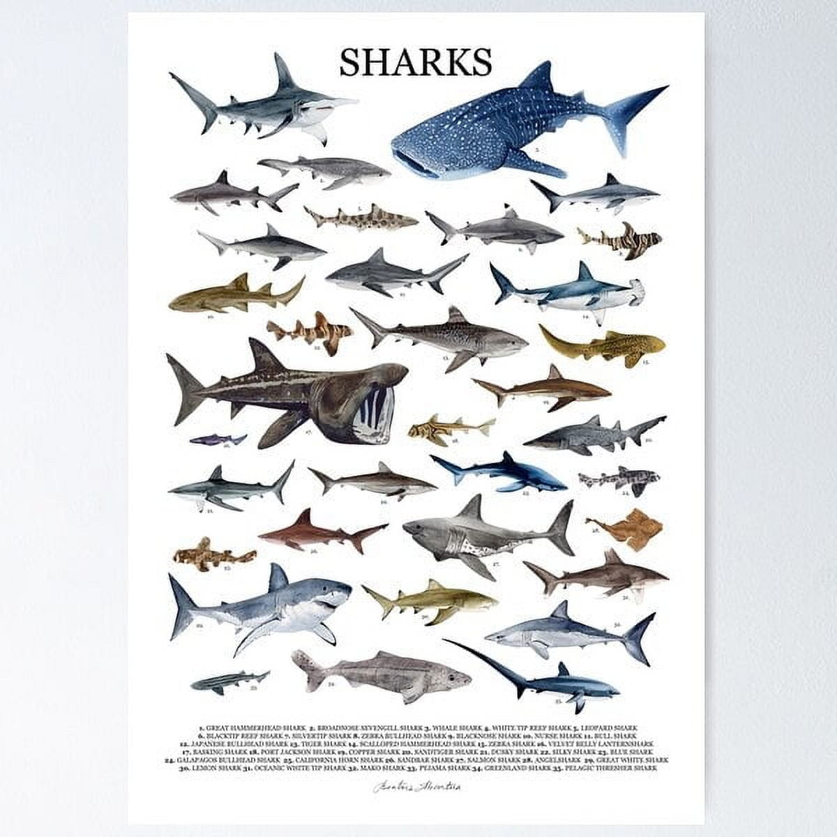 Charten Shark Species Identification Chart Poster, 12x18 UNFRAMED ...