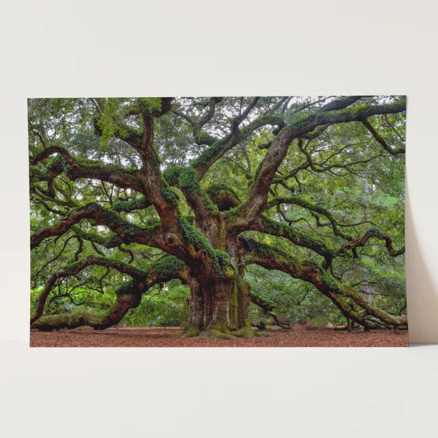Chartleston Angel Oak Tree South Cartolina Vintage City Tree Wall Art ...