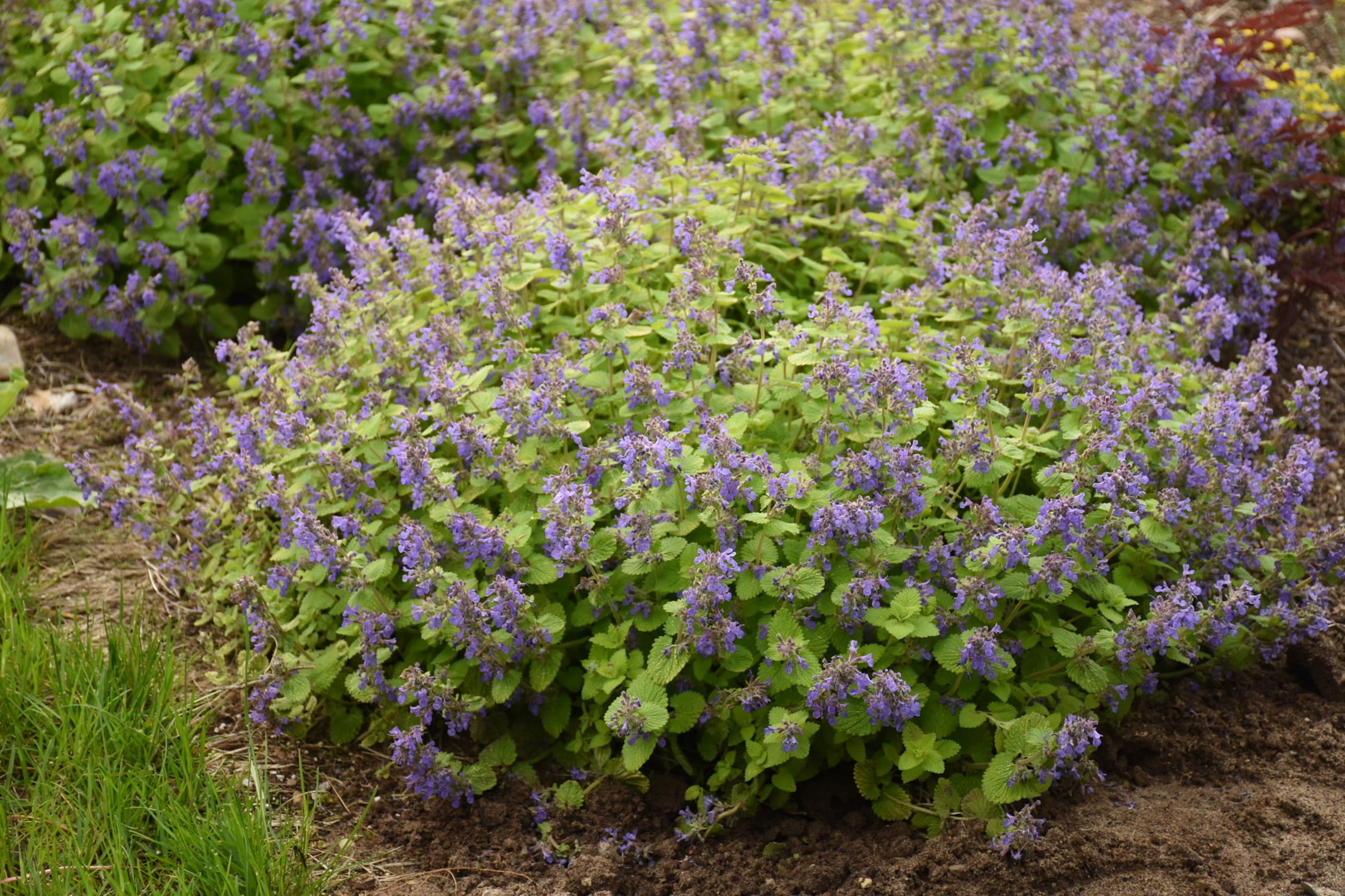 Chartreuse on the Loose Catmint Perennial - Nepeta - Gallon Pot ...