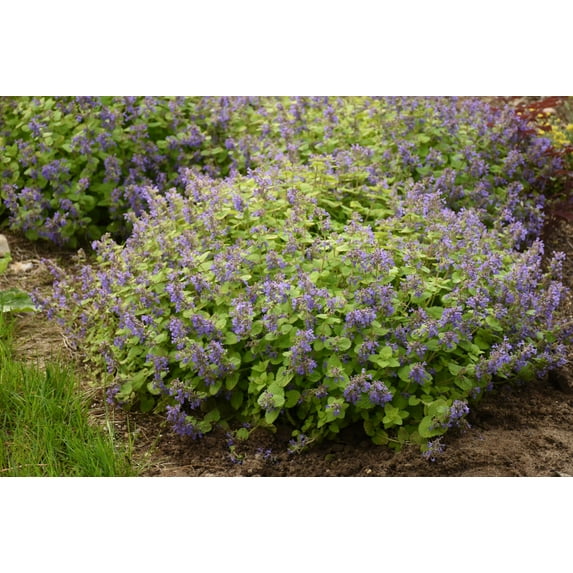 Chartreuse on the Loose Catmint Perennial - Nepeta - Gallon Pot ...