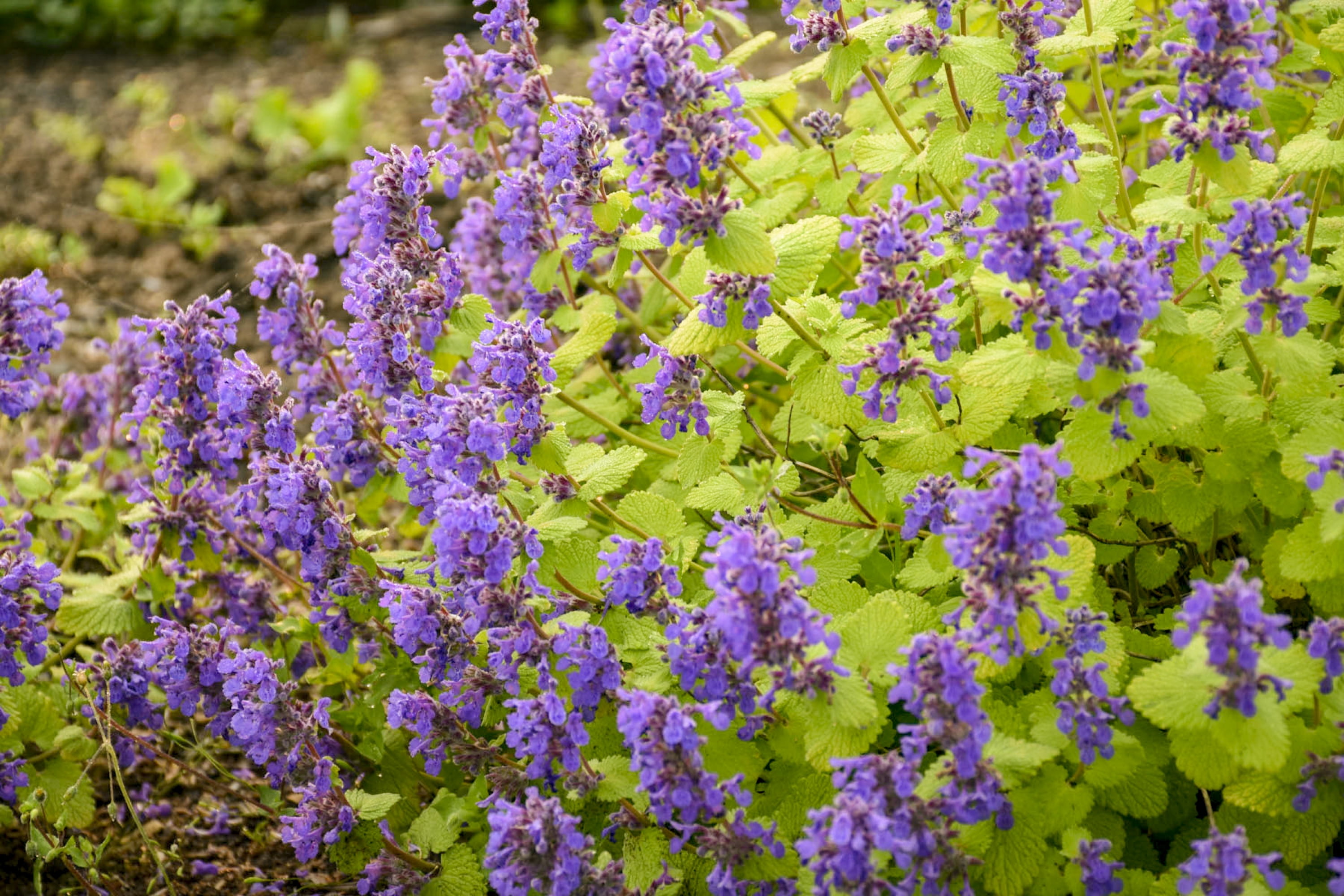 Chartreuse on the Loose Catmint Perennial - Nepeta - Quart Pot ...