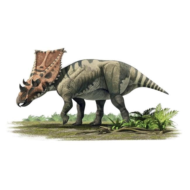 Chasmosaurus Belli A Ceratopsian From The Maastrichtian - Late ...