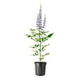 Chaste Tree 1 Large Gallon Size Pot Vitex Agnus-Castus Flowering ...