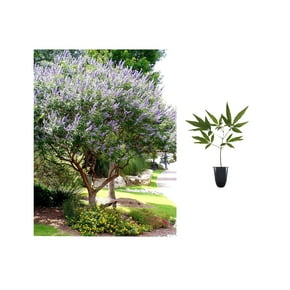 Vitex Shrub
