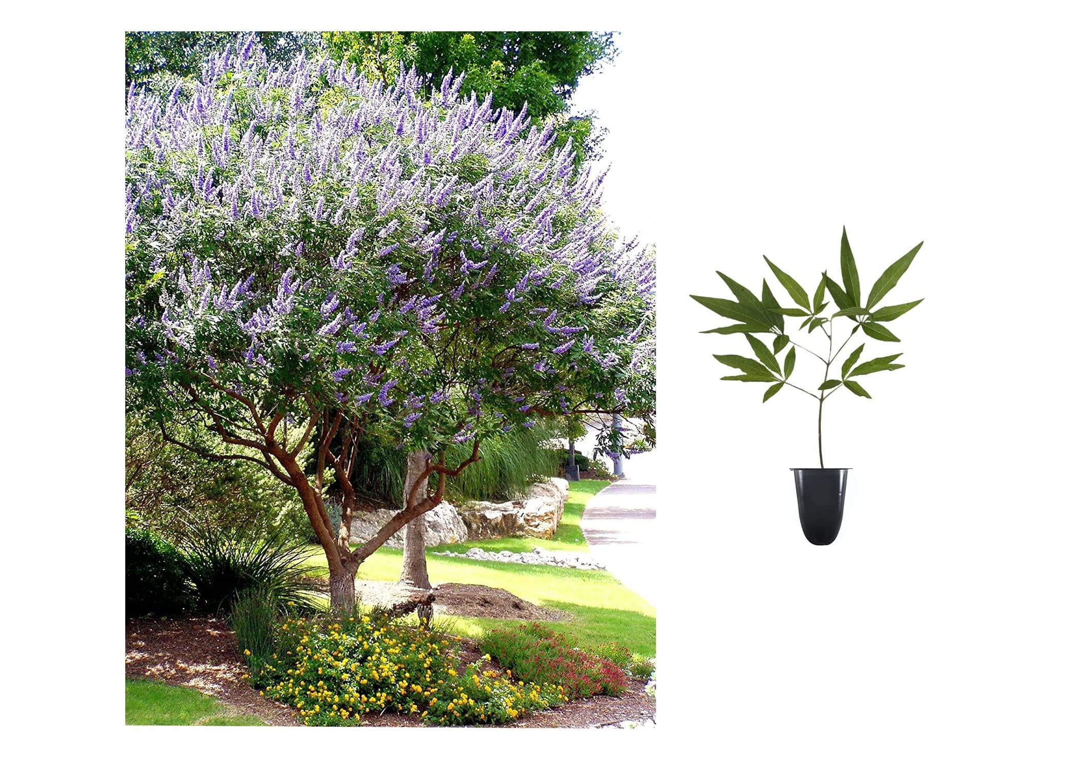 Chaste Tree 20 Live Plants Texas Lilac Shoal Creek Vitex Agnus Castus ...