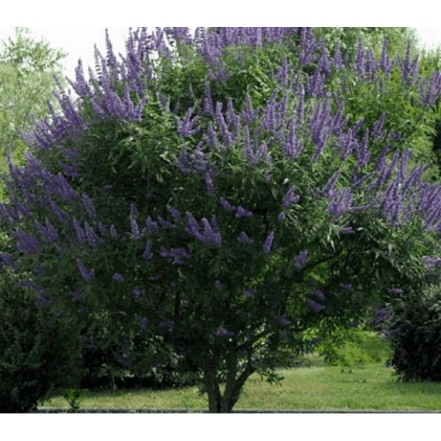 Chaste Tree -25 Heirloom Seeds- Purple Flower Plumes - Vitex angus ...