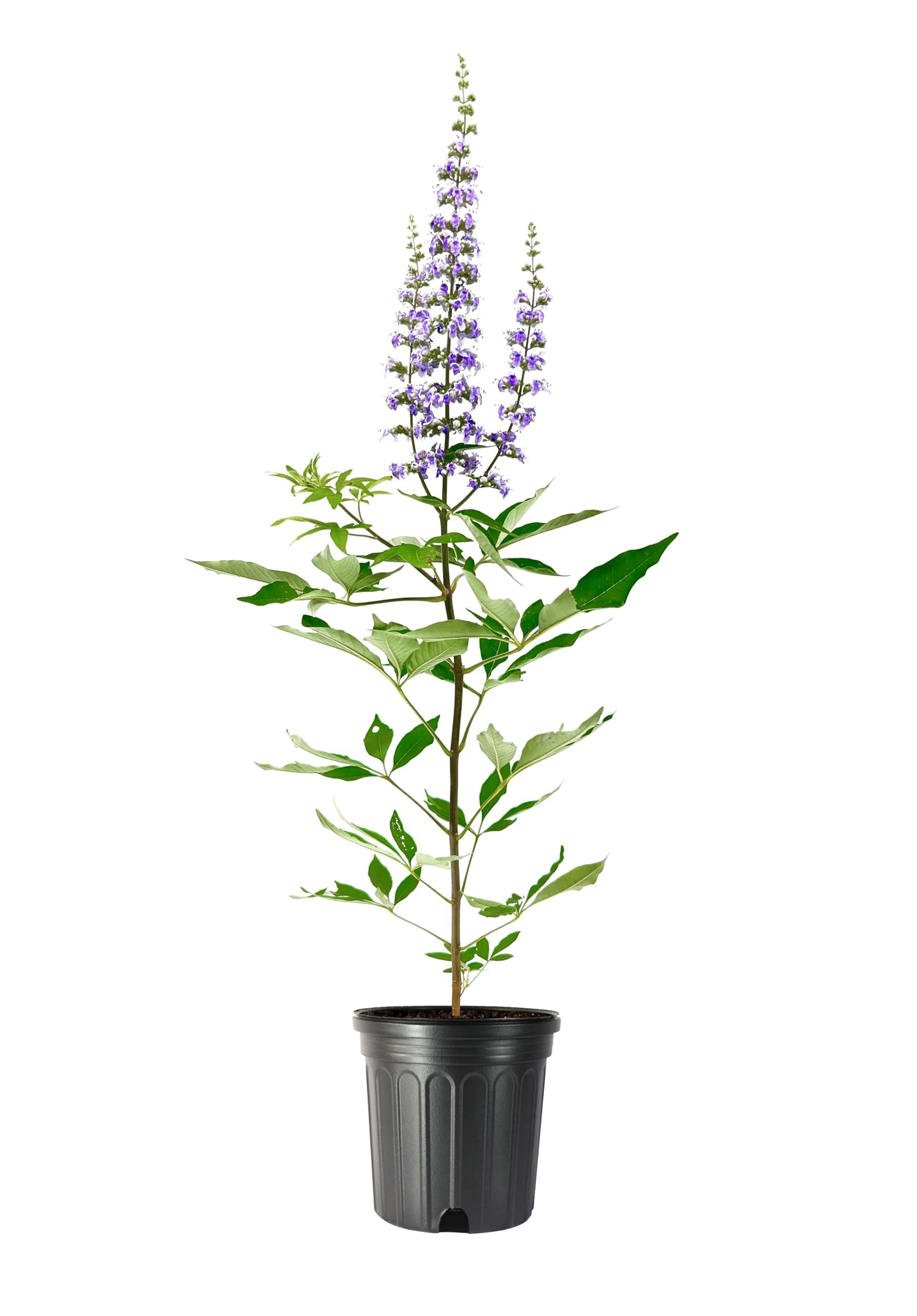 Chaste Tree 3 Large Gallon Size Pots Vitex Agnus-Castus Flowering ...