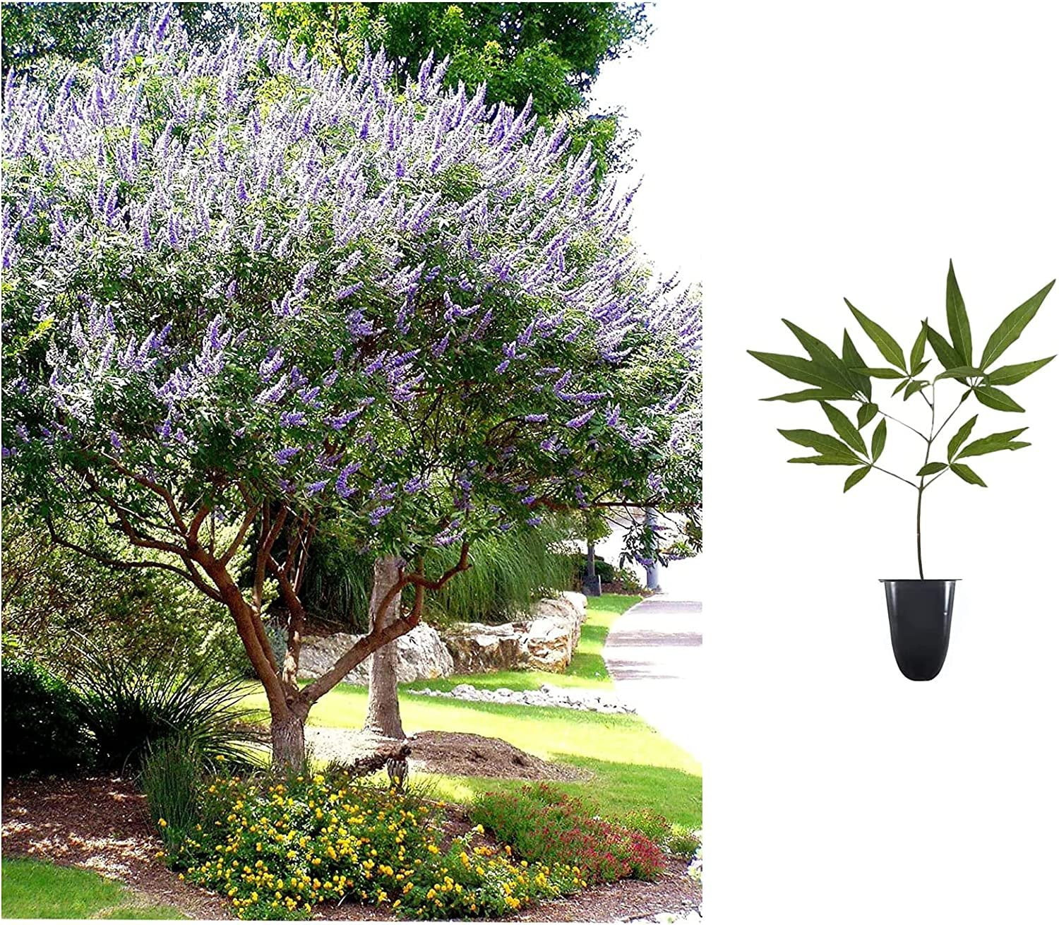 Chaste Tree 3 Live Plants Texas Lilac Shoal Creek Vitex Agnus Castus ...
