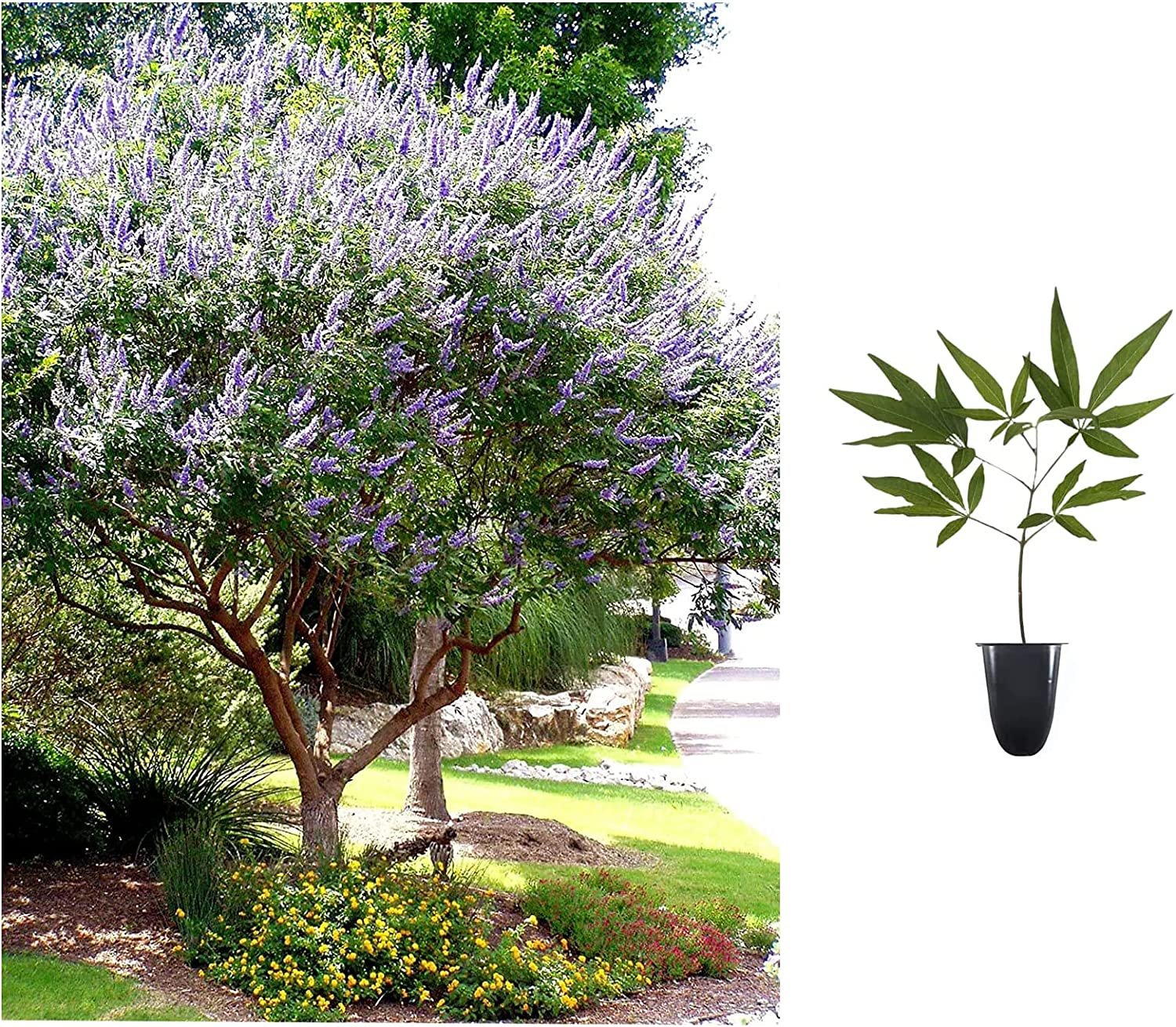 Chaste Tree 10 Live Plants Texas Lilac Shoal Creek Vitex Agnus Castus ...