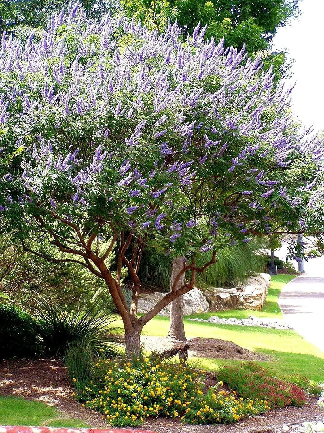 Florida Foliage Chaste Tree Vitex Agnus Castus Purple Flowering Lilac Shrub, 12 Feet, Violet ...