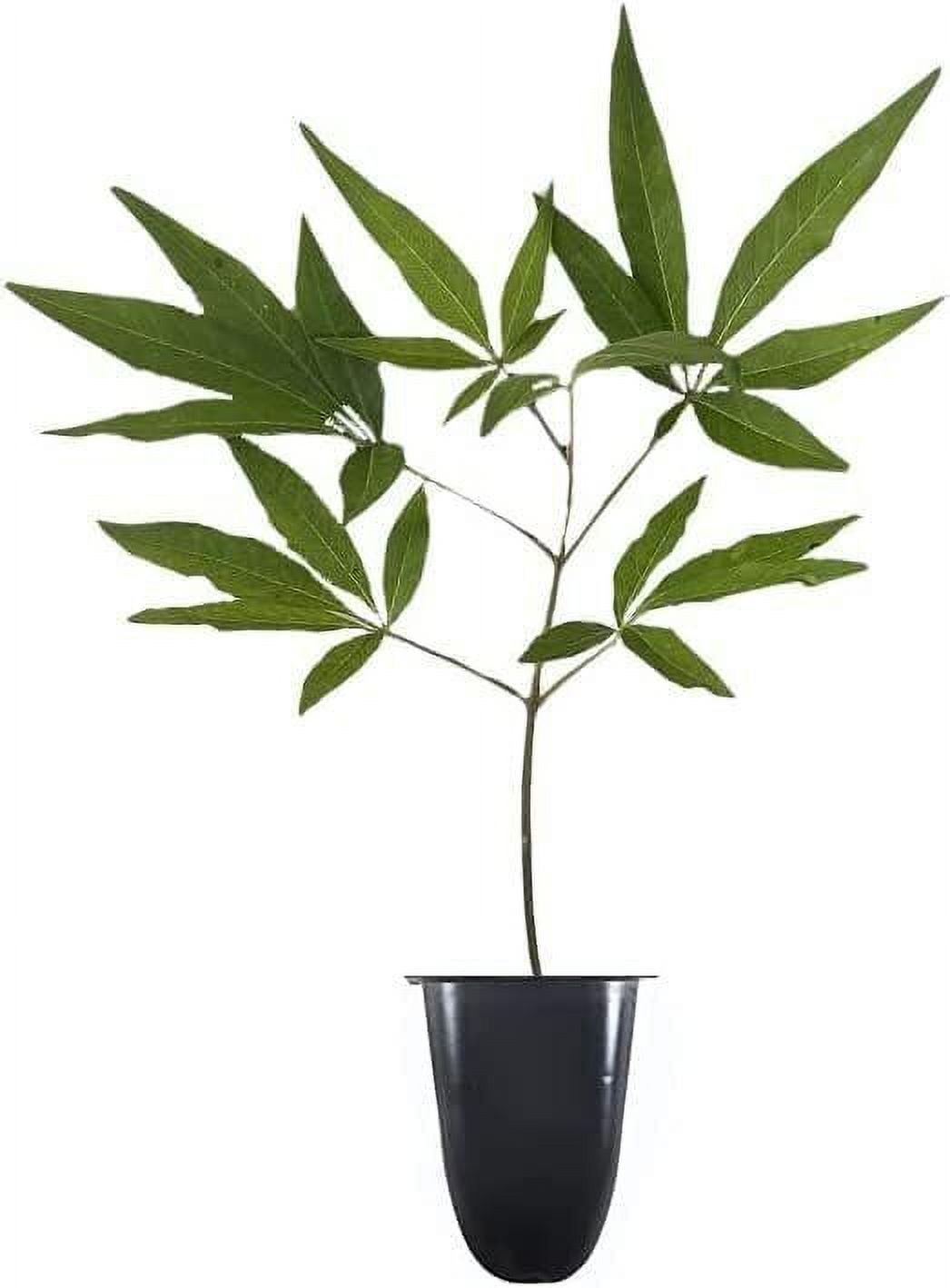 Chaste Tree | Live Seedlings | Texas Lilac Shoal Creek Vitex | Agnus ...