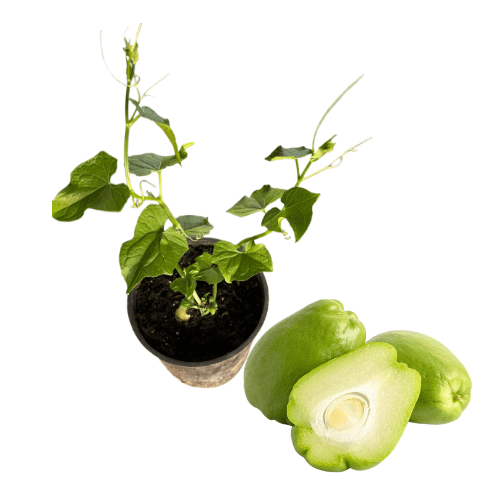 Chayote Plant Live for Planting, Chayote Squash Starter Plant, Easy to ...