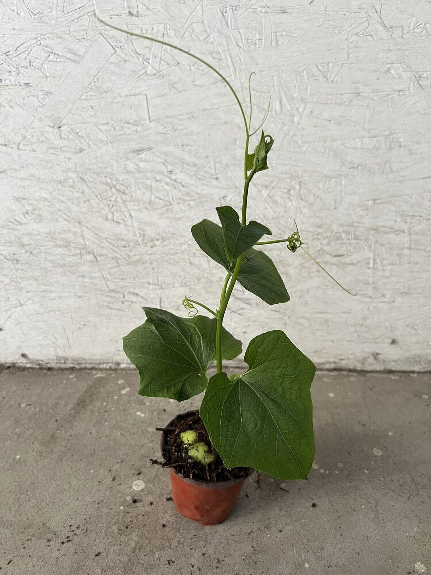 Chayote Plant mirliton squash With Pot 10” Live Plant Ready To Plant ...