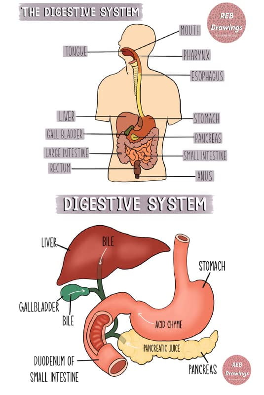 Check6 Digestive System Science Poster | 12-Inches By 18-Inches ...