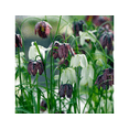 Checkered Lily - Fritillaria Meleagris - 20 Bulbs - Walmart.com