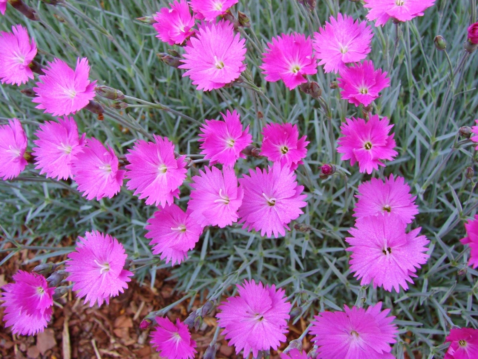 Cheddar Pink SeedsUMRT Dianthus Gratianopolitanus Flowering Perennial ...