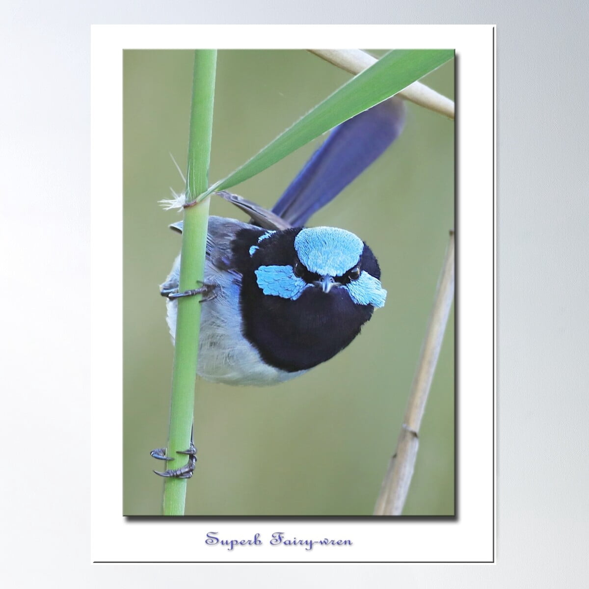 Cheeky Fairy-Wren Poster Wall Art, Modern Wall Decor For Living Room ...