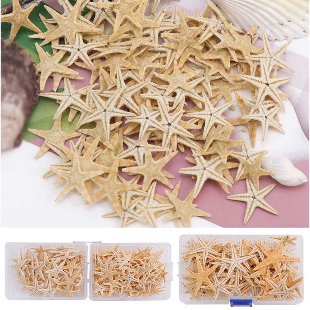 Cheers.US 1 Box Starfish Ocean Beach Starfish, Fairy Garden Beach ...
