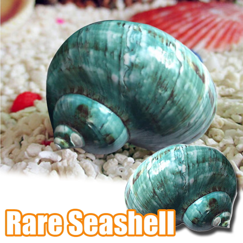 Cheers.US Large Natural Conch Shells Green Turbo Natural Rare Real Sea ...