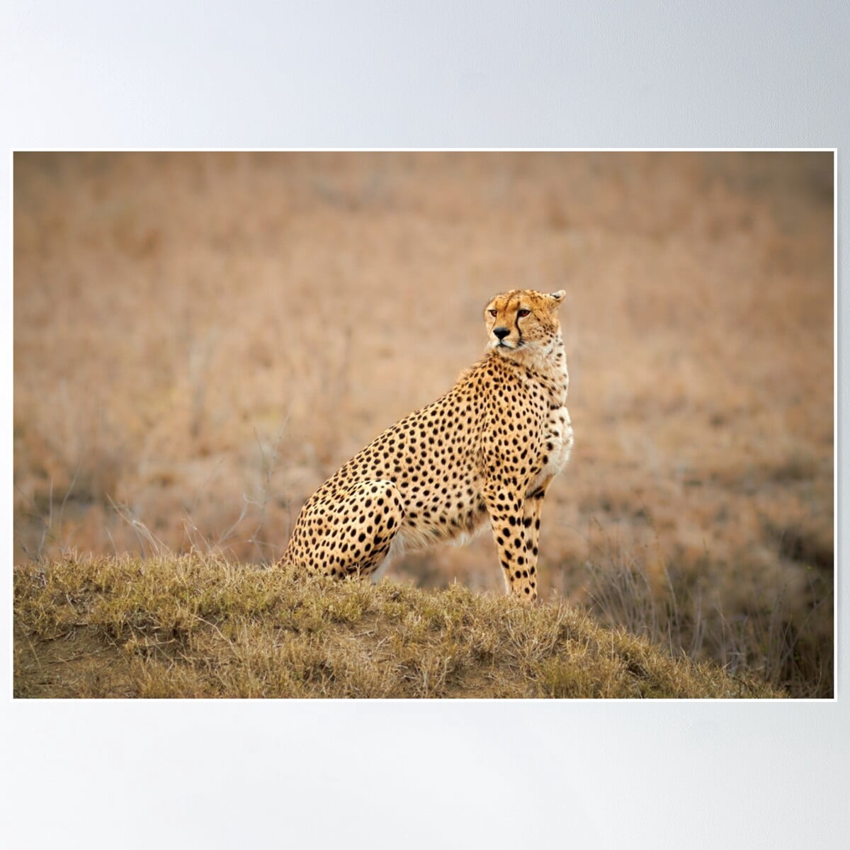 Cheeta Lookout Poster Wall Art, Modern Wall Decor For Living Room ...