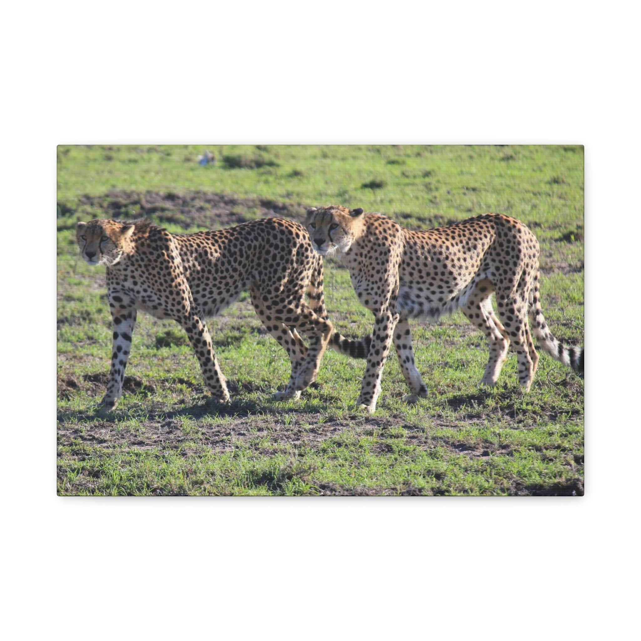 Cheetah Couple Cheetah Troop Print Animal Wall Art Wildlife Canvas ...