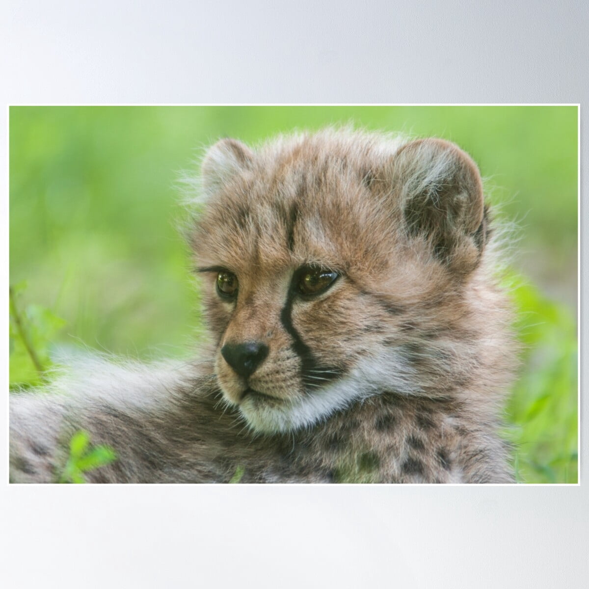 Cheetah Cub Poster Wall Art, Modern Wall Decor For Living Room Bedroom ...