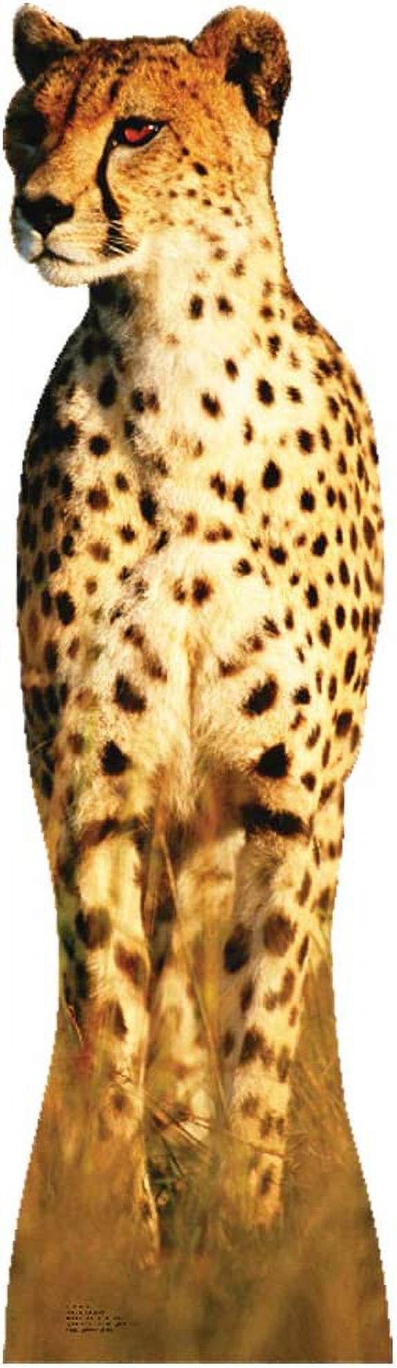 Cheetah Life Size Cardboard Cutout Standup - Walmart.com