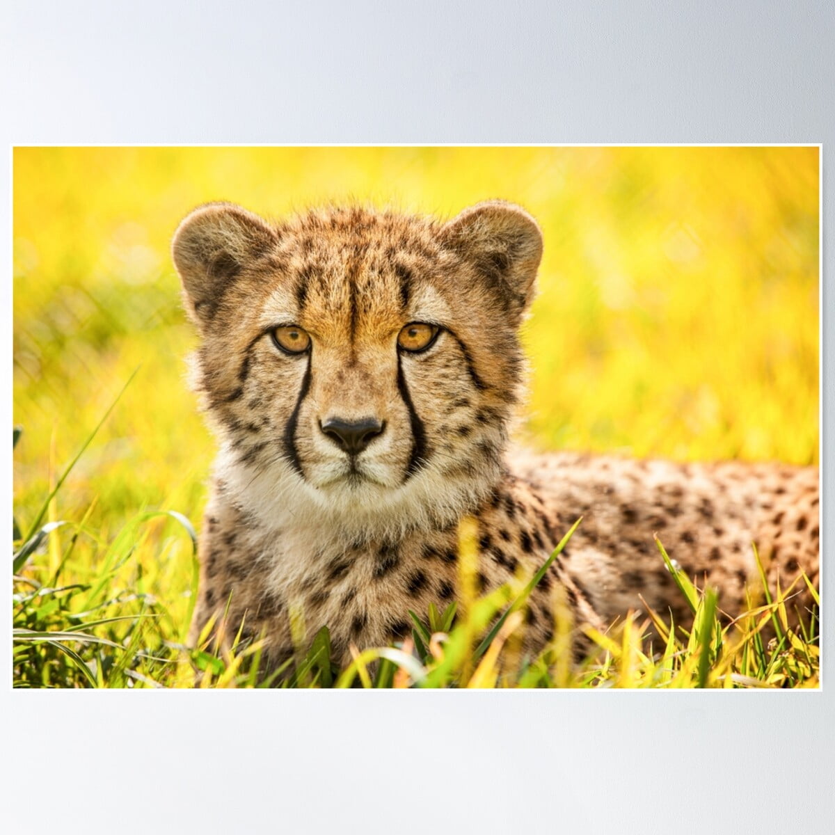 Cheetah Photograph | I Love Cheetahs | Fast Like Cheetah Poster Wall ...