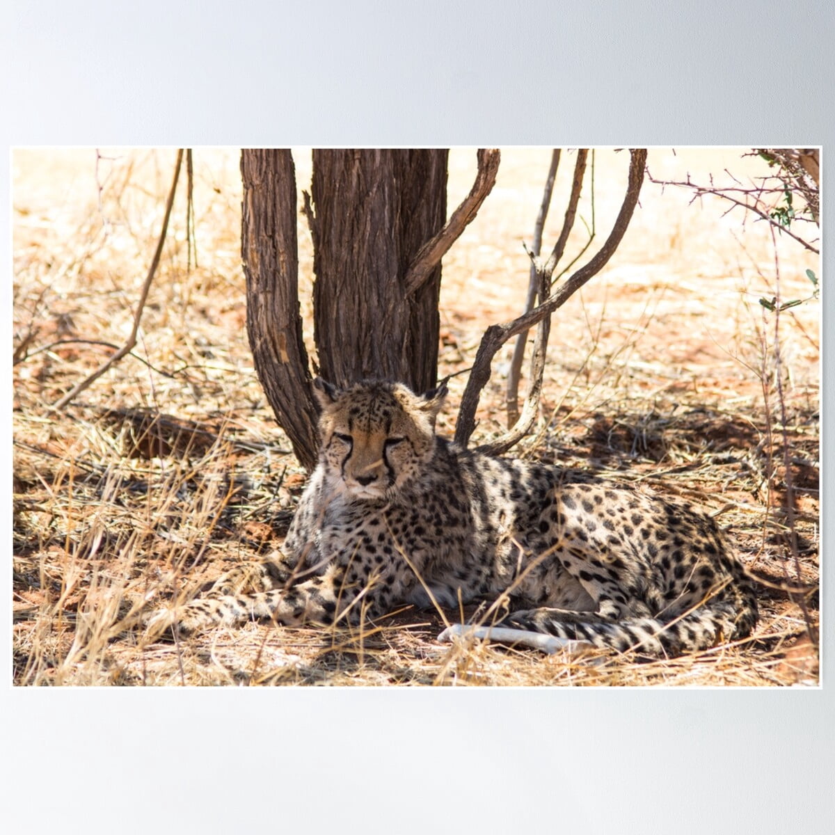 Cheetah Under A Tree Poster Wall Art, Modern Wall Decor For Living Room ...
