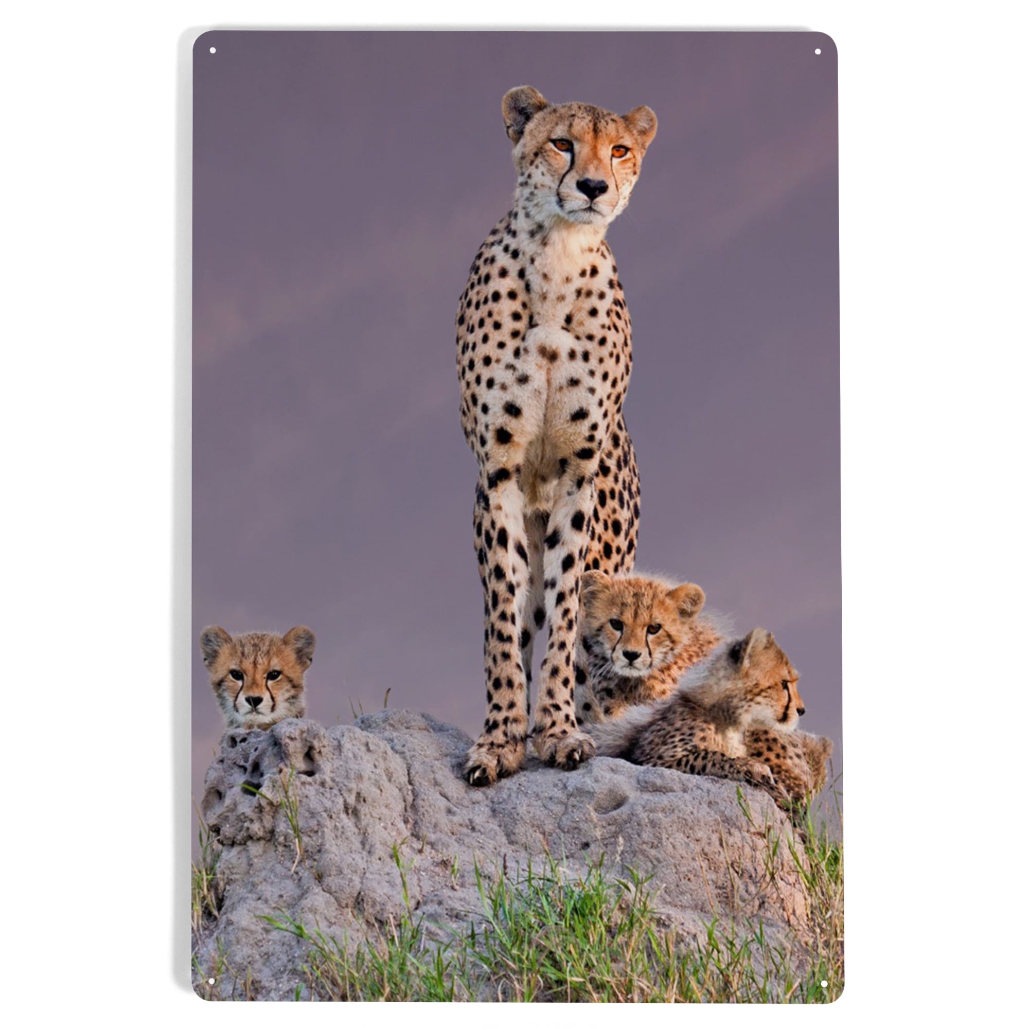 Cheetah and Babies (12x18 Aluminum Art, Indoor Outdoor Metal Sign Decor ...