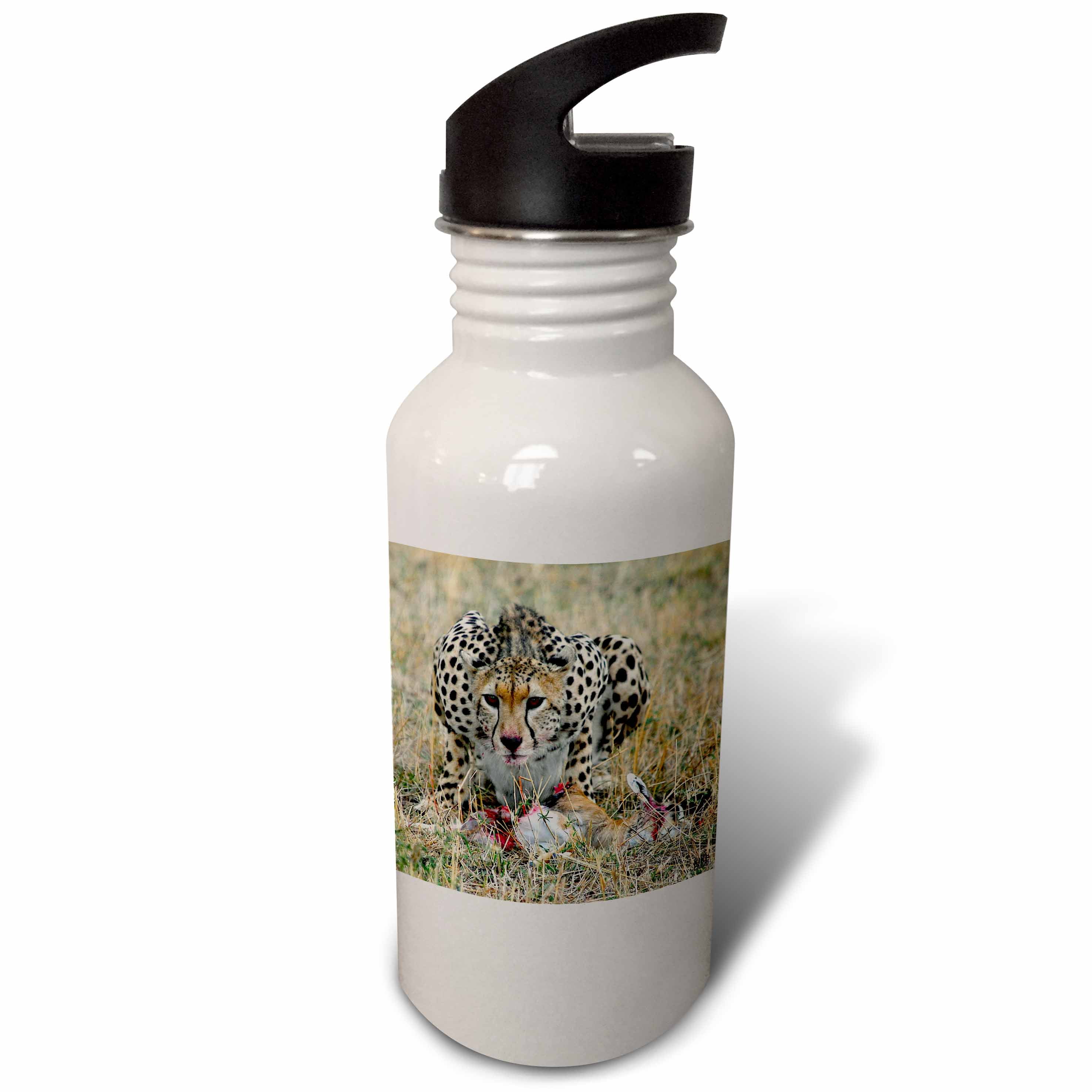 Cheetah feeding on a Thomsons gazelle Masai Mara National Park 21 oz ...