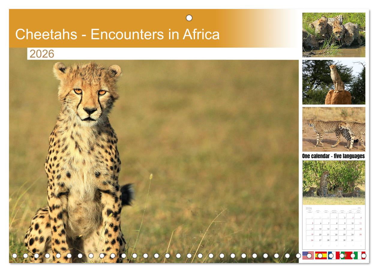 Cheetahs - Encounters in Africa (Monthly Wall Calendar 2026 16.5 x 23.4 ...