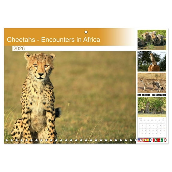 Cheetahs - Encounters in Africa (Monthly Wall Calendar 2026 16.5 x 23.4 ...
