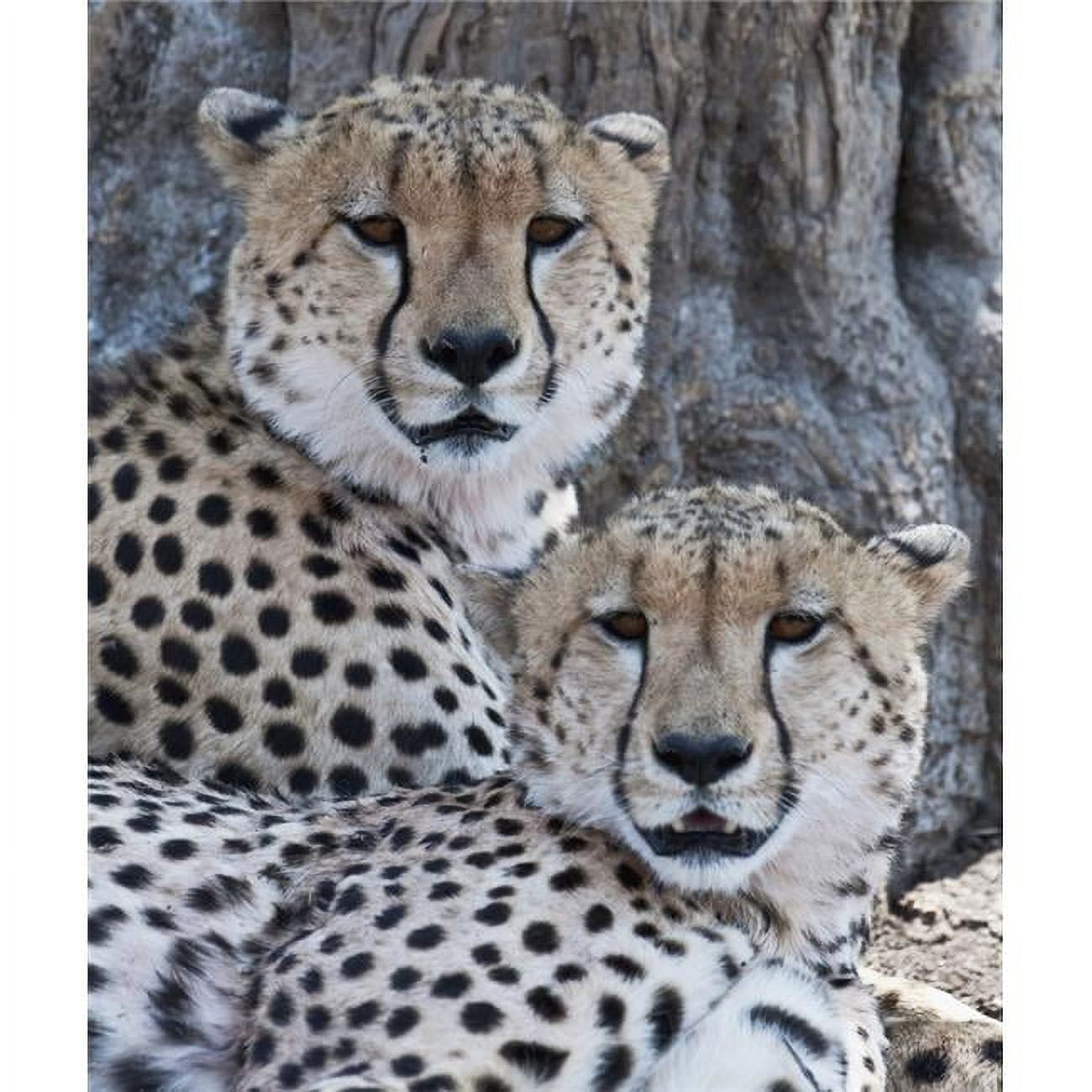 Cheetahs Poster Print - Walmart.com