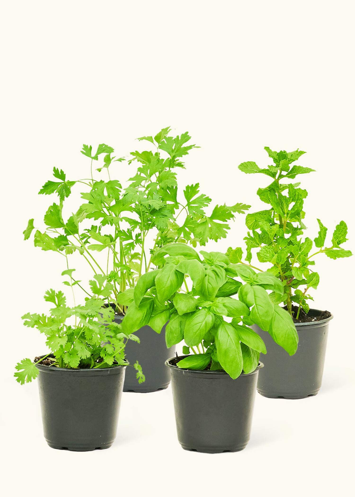 "Chef's Choice Fresh Spice Basil, Cilantro, Mint, Parsley Herb Kit in 4 ...
