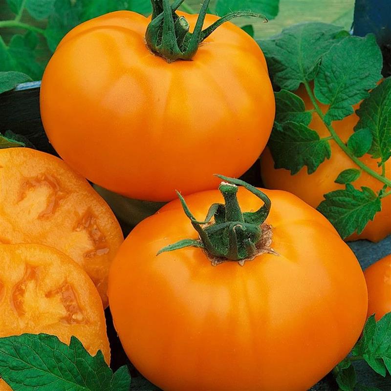 Chef’s Choice Orange Hybrid Tomato 4 Oz ~27,200 Seeds – F1 AAS Winner ...