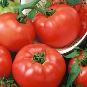 Patio Choice Red F1 Hybrid Tomato Seeds - 300 Mg Packet ~70 Seeds - Non ...