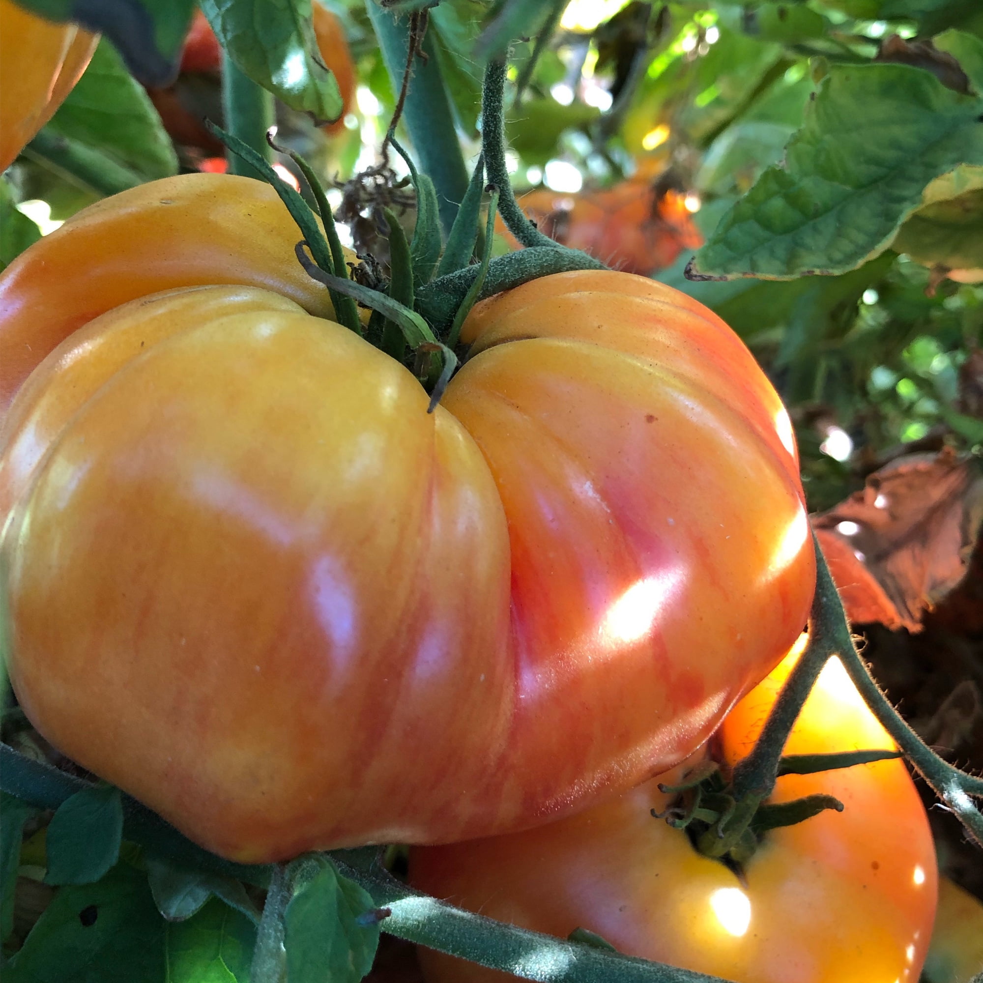 Chef's Choice Striped F1 Hybrid Tomato Seeds - 300 Mg Packet ~70 Seeds ...