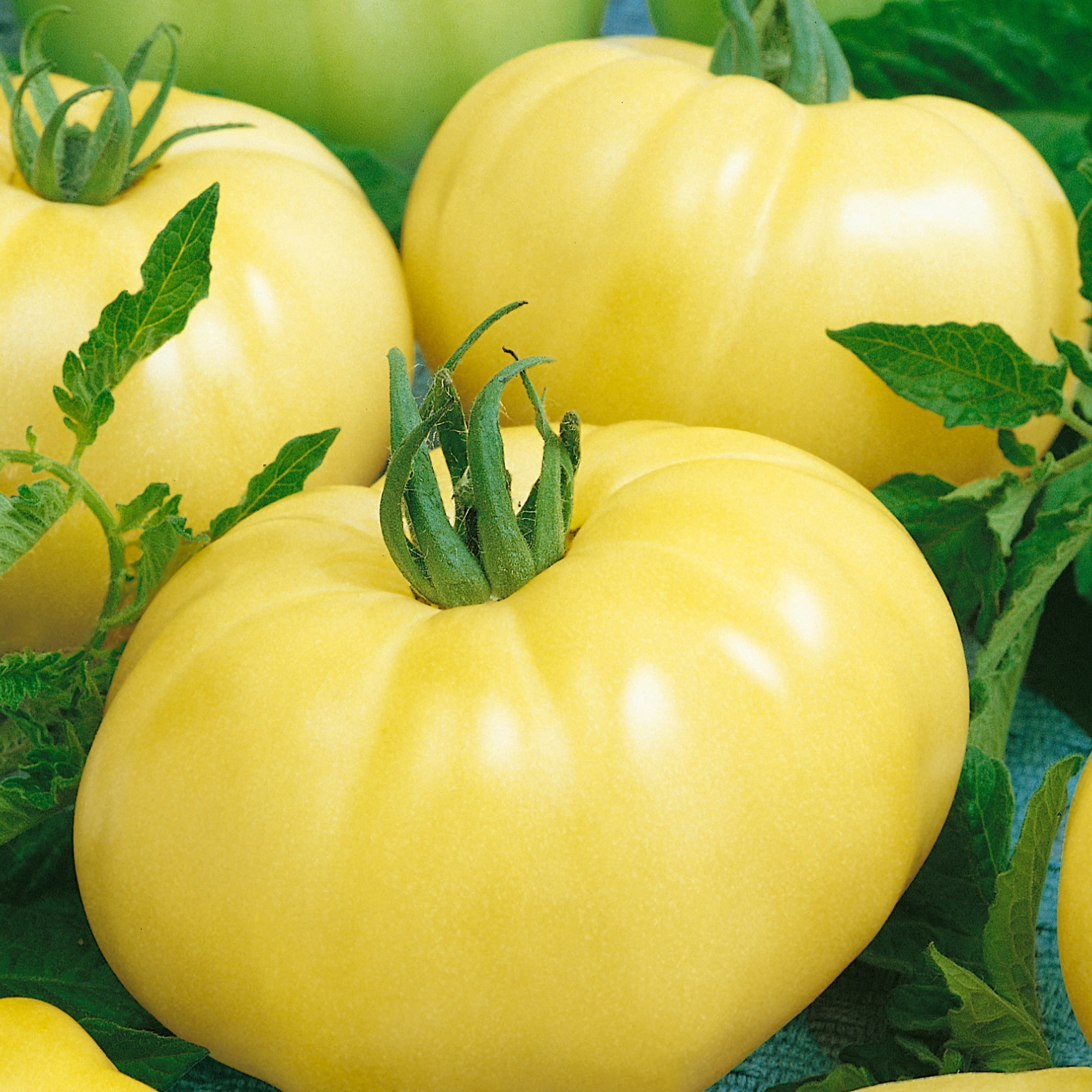 Chef's Choice White F1 Hybrid Tomato Seeds - 300 Mg Packet ~70 Seeds ...