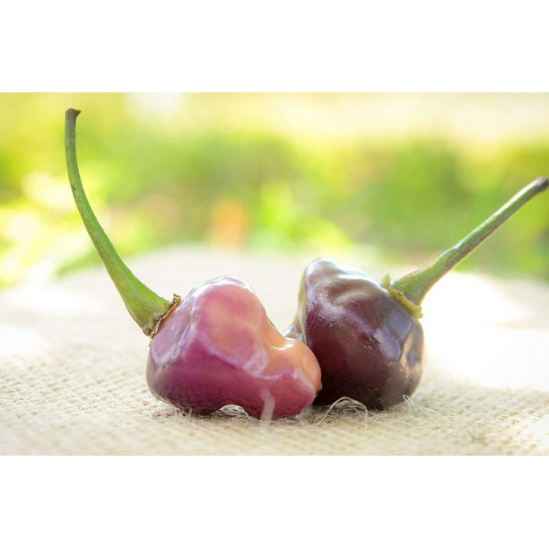 Cheiro Roxa Hot Pepper Premium Seeds Packet - Walmart Business Supplies