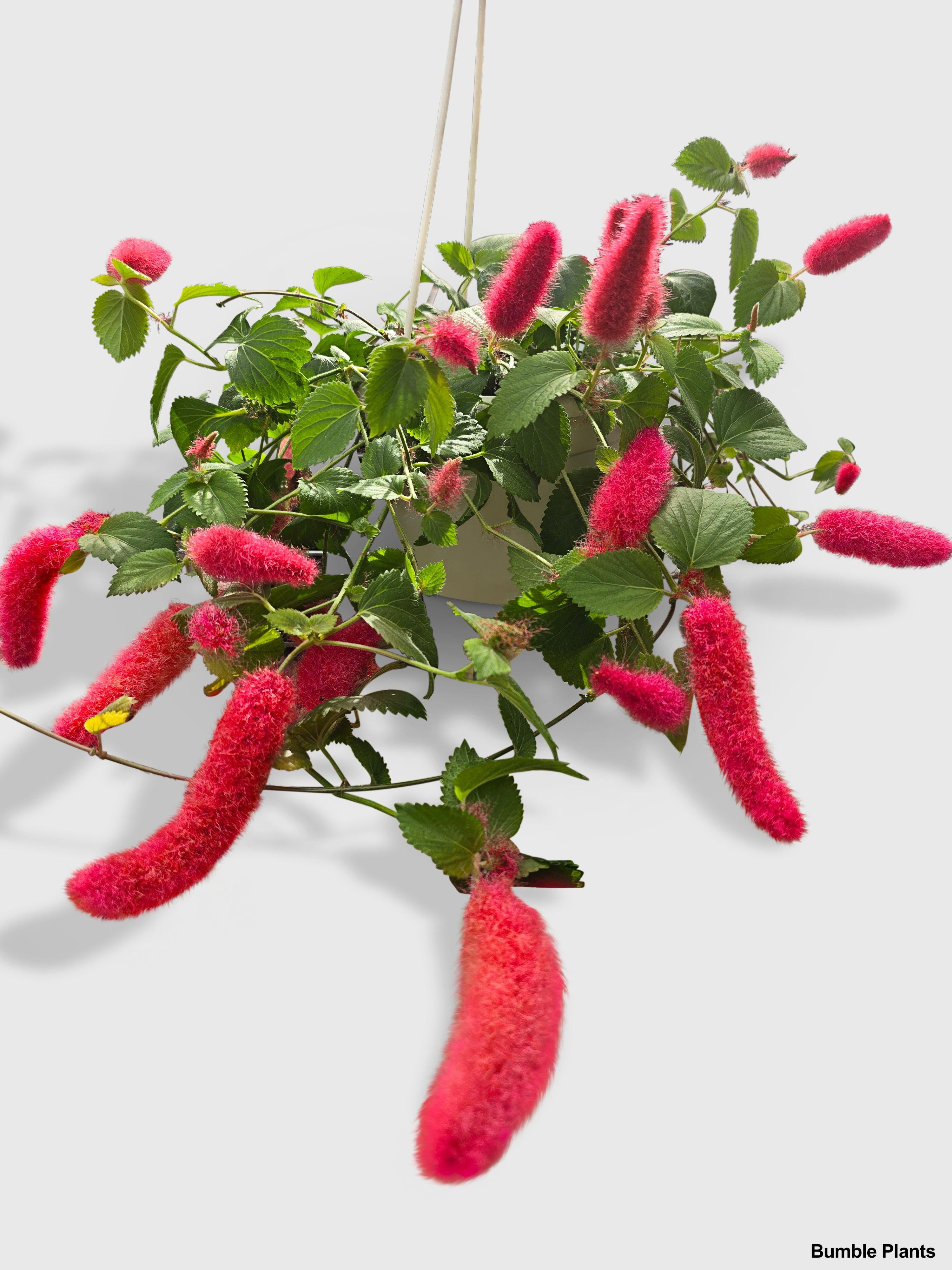 Chenille Acalypha Hispida 'Red Hot Cat's Tail' - Live Air-Purifying ...