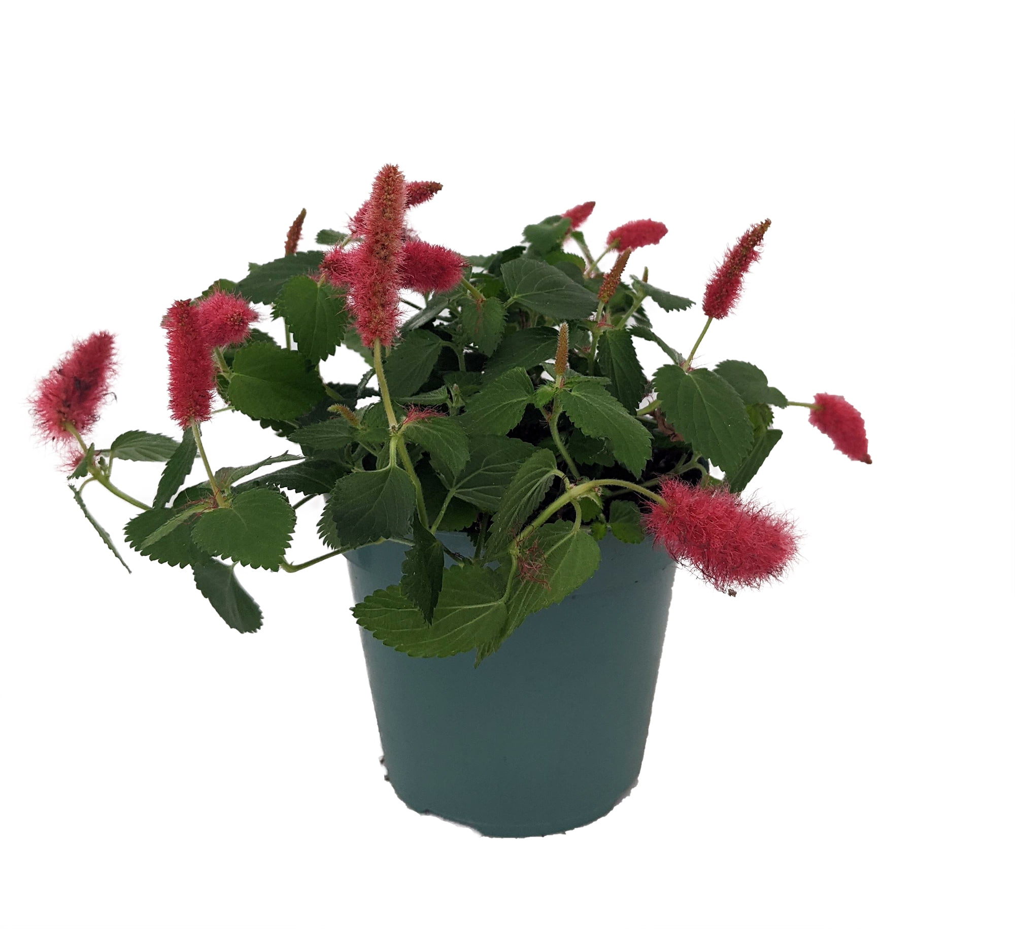 Live Chenille Firetail Plant - Outdoor Cat Tails Plant - Acalypha - 4 ...