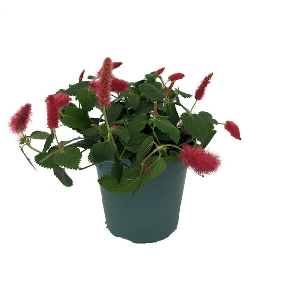 Live Chenille Firetail Plant - Outdoor Cat Tails Plant - Acalypha - 4 ...