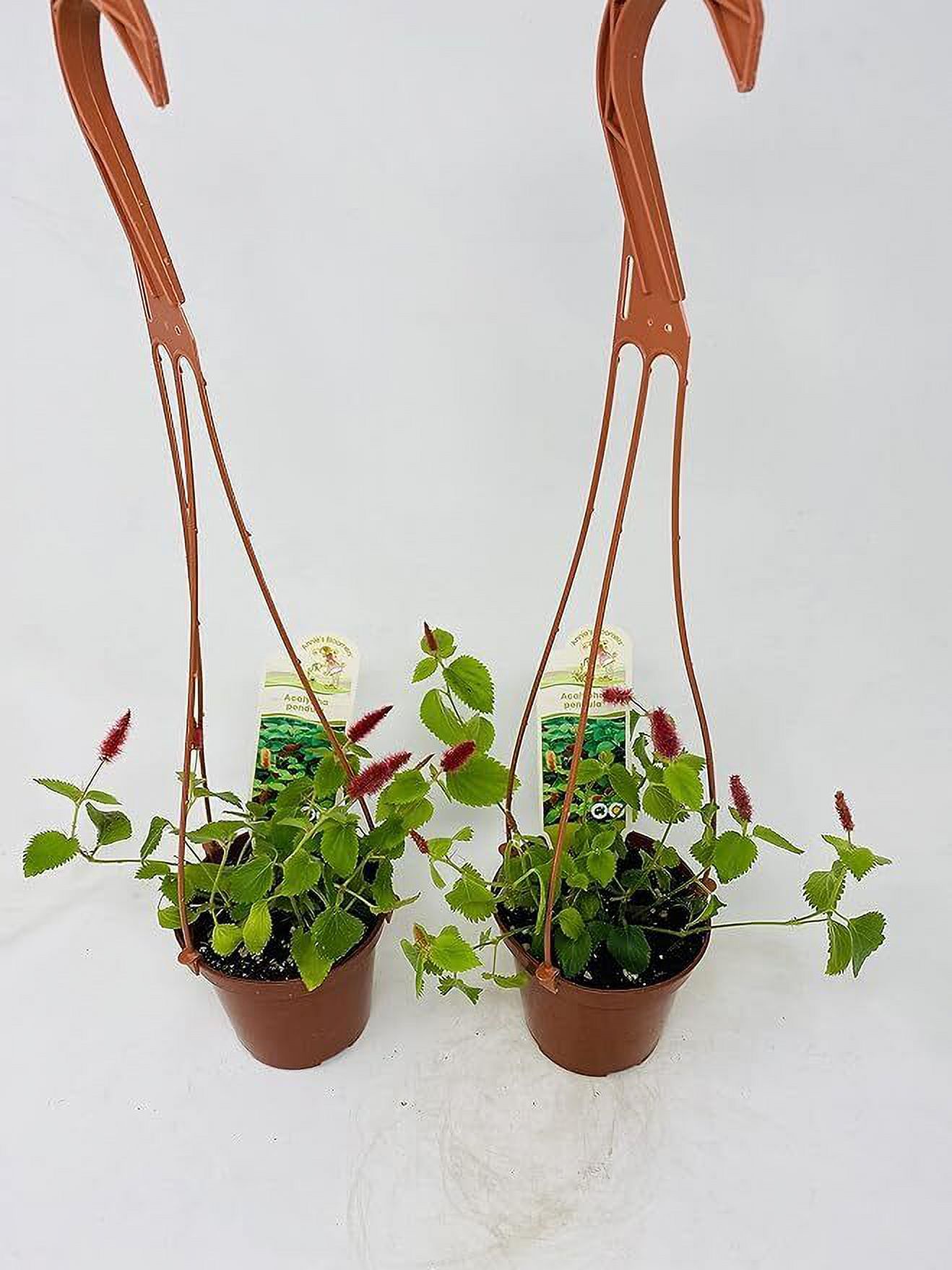 Chenille Plant Acalypha Pendula Firetail Cat Tails 2 Plants Live 4 ...