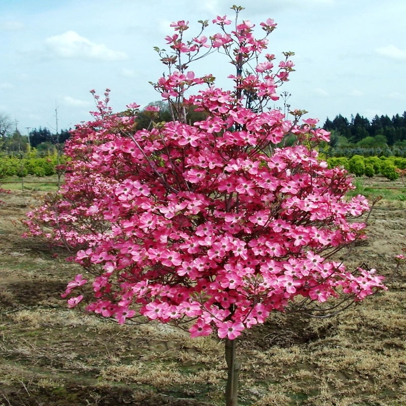 Cherokee Chief Dogwood Tree – 3 Gallon - Walmart.com