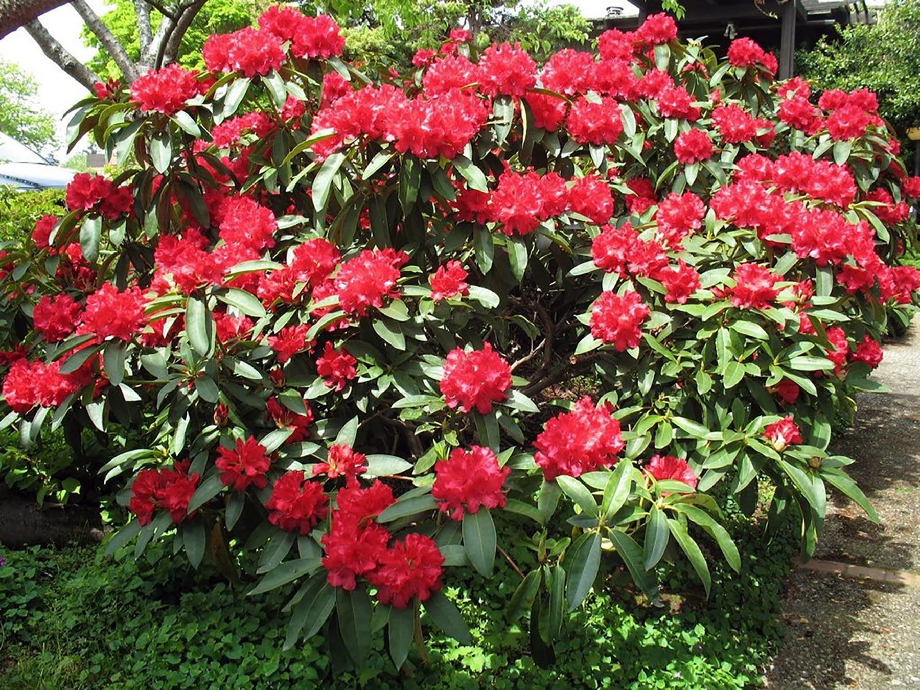 Cherries and Merlot Rhododendron - 4" Pot - Walmart.com