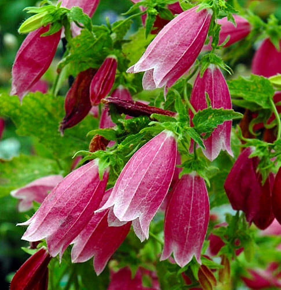 Cherry Bells Carpathian Bell Flower - Campanula - Quart Pot - Walmart.com