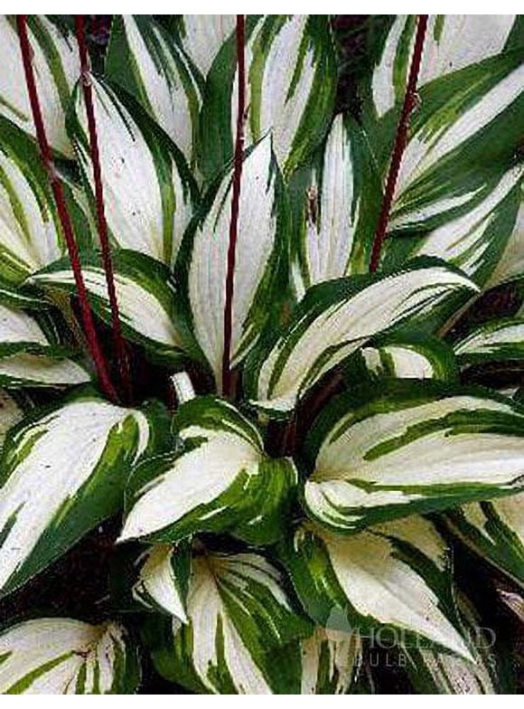 Hosta Plants in Perennials - Walmart.com