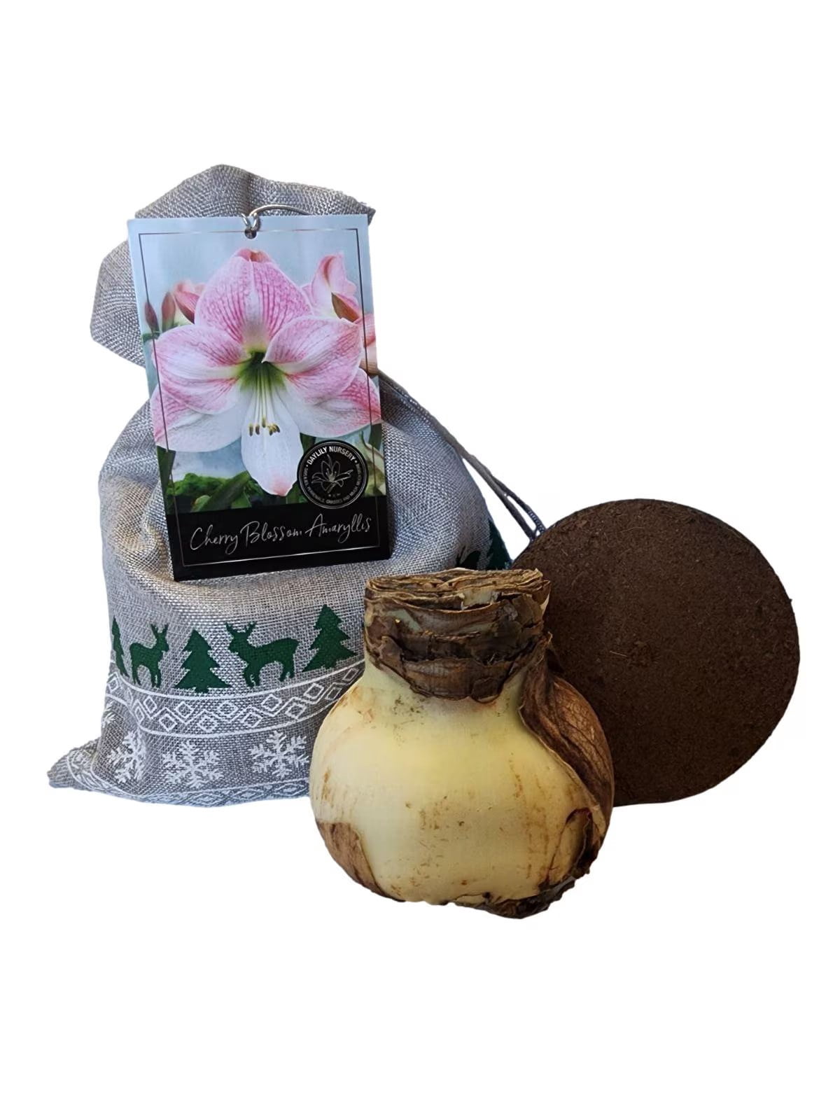 Cherry Blossom Amaryllis Holiday Gift Growing Kit, Includes a Gift Bag ...