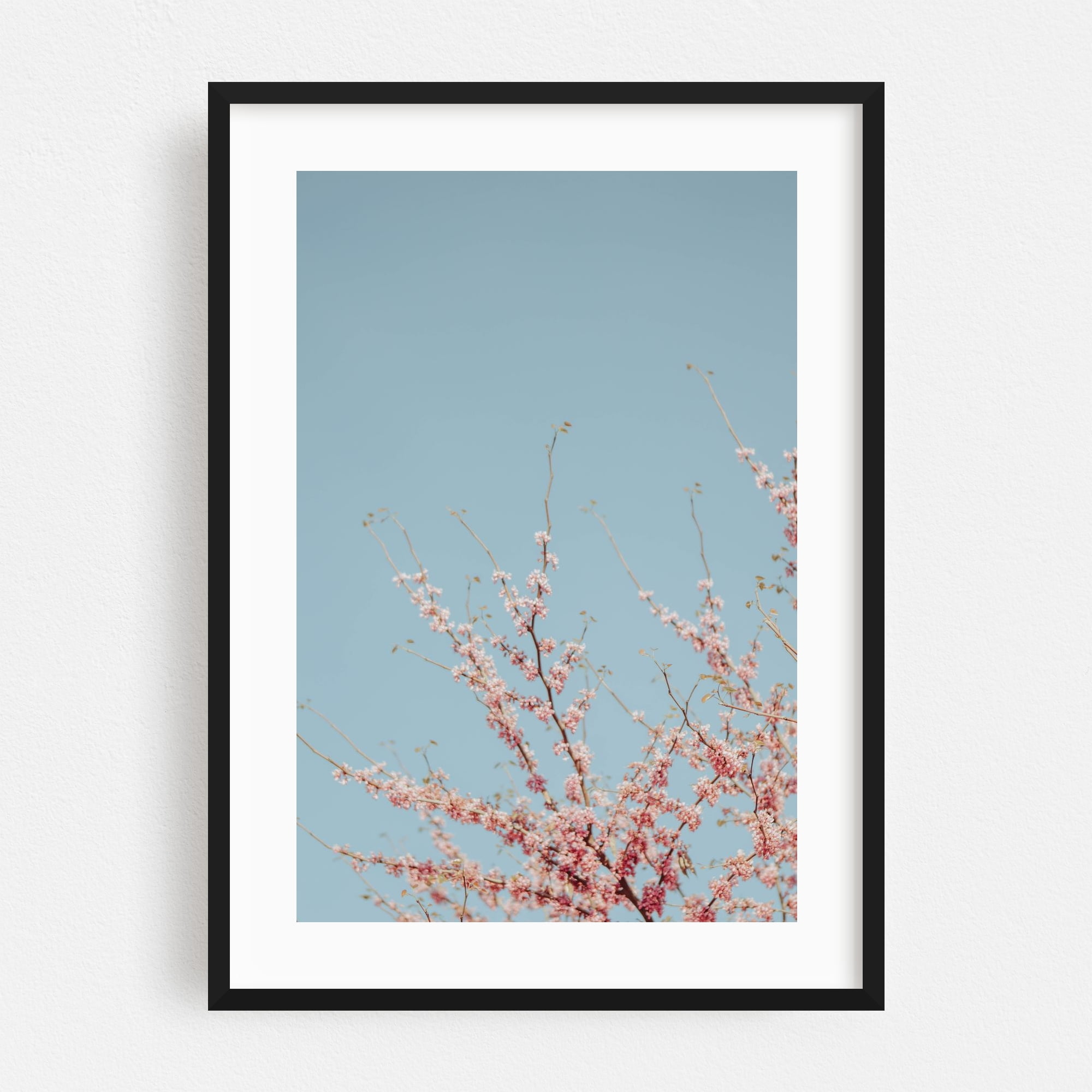 Cherry Blossom Tree - Visalia California Photography Black Framed Wall Art Print 16 x 24 inches ...